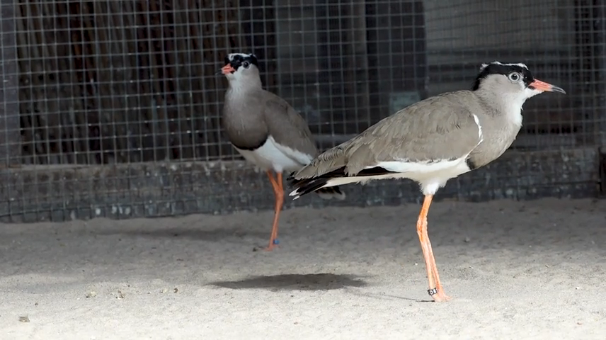 Čejka korunkatá | Safari Park Dvůr Králové | Stream