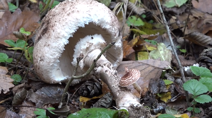 Pozor na jedovatou bedlu. Ukážeme vám, jak bezpečně poznáte jedlou | Stream